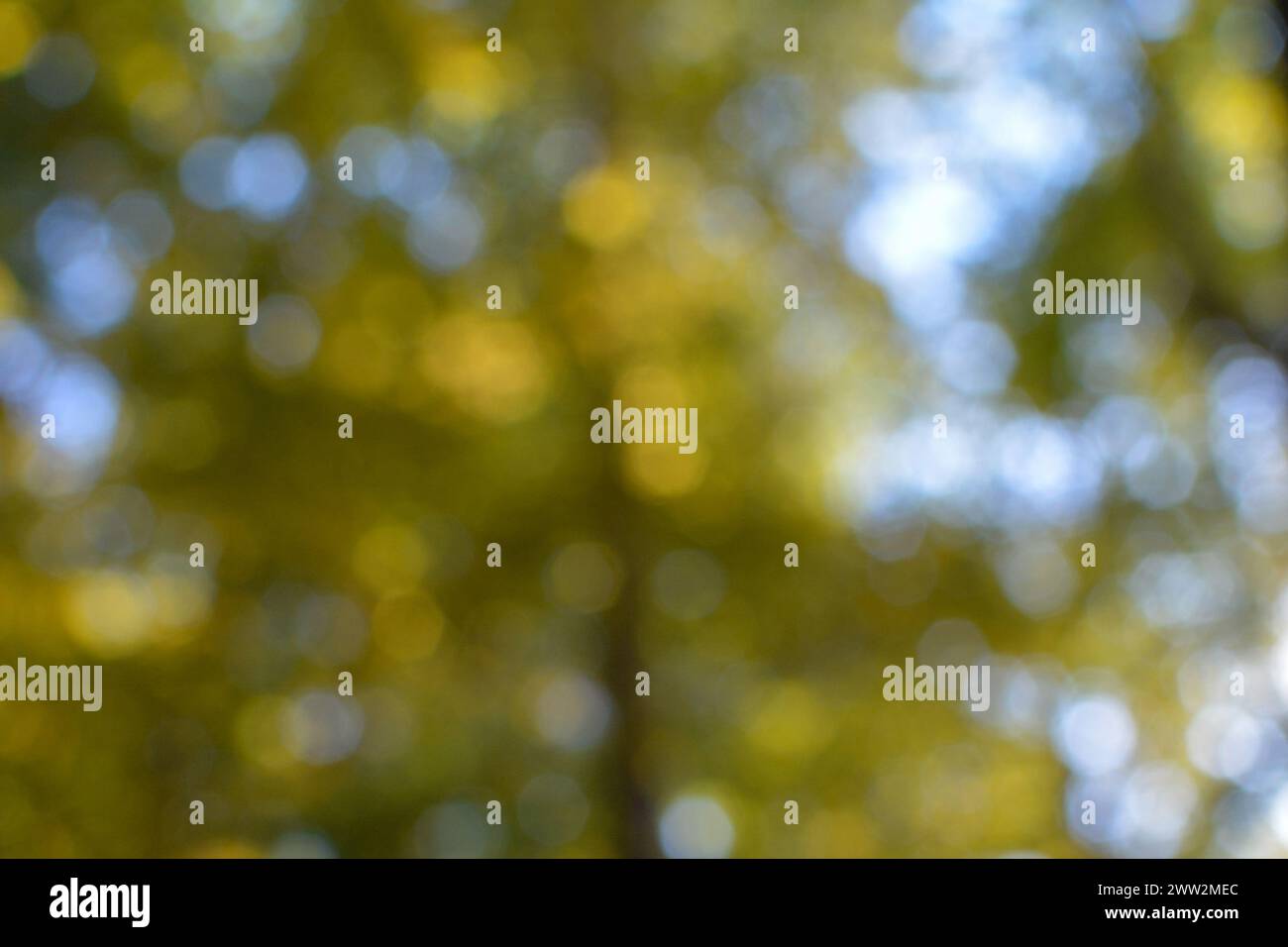 Bokeh background in nature, blurred lights from a tree Stock Photo - Alamy