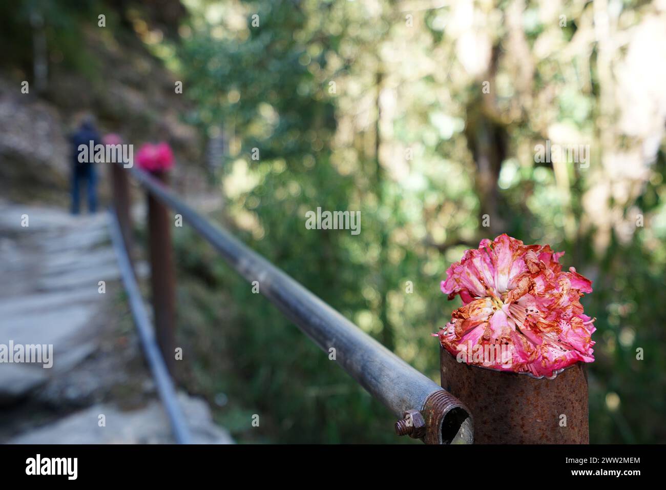 Close up Rhododendron on metal handrail- (Azalea) plant, one of the ...