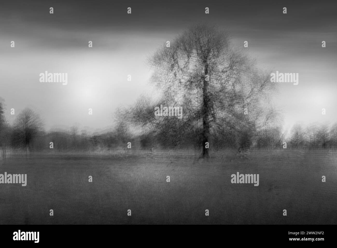 A tree with Intentional camera movement and multiple exposures Stock ...