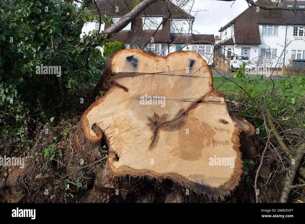 Iver Heath, Buckinghamshire, UK. 19th February, 2024. A large tree fell ...