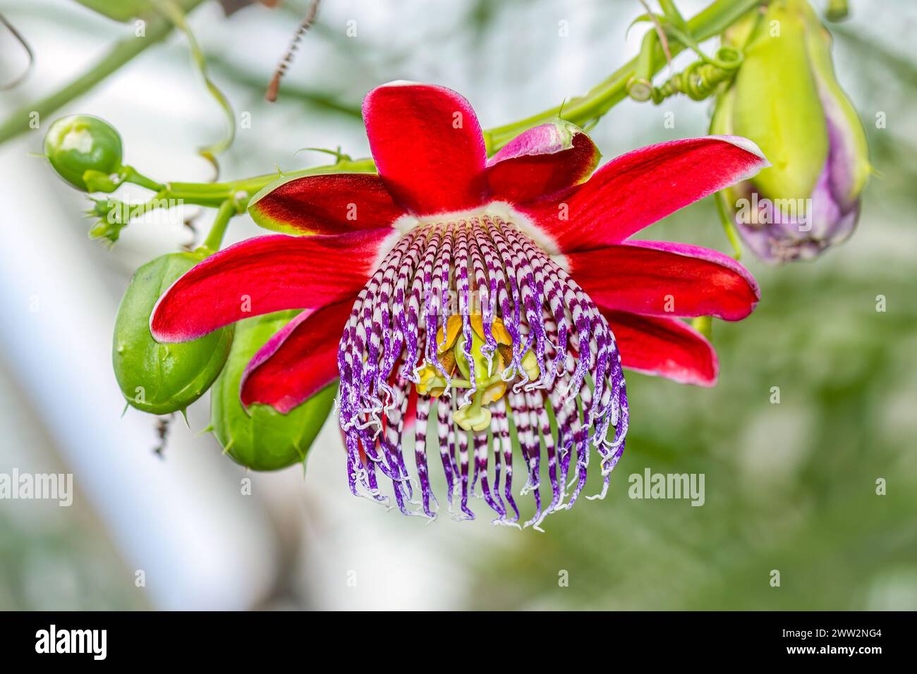 Exotic passiflora alata hi-res stock photography and images - Alamy