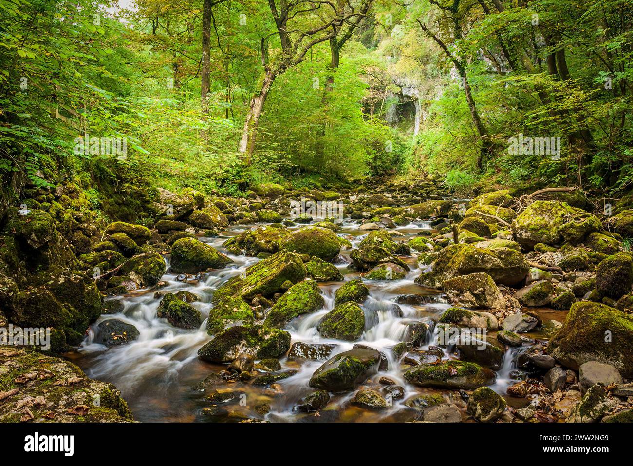 Stream flowing green trees forest hi-res stock photography and images ...