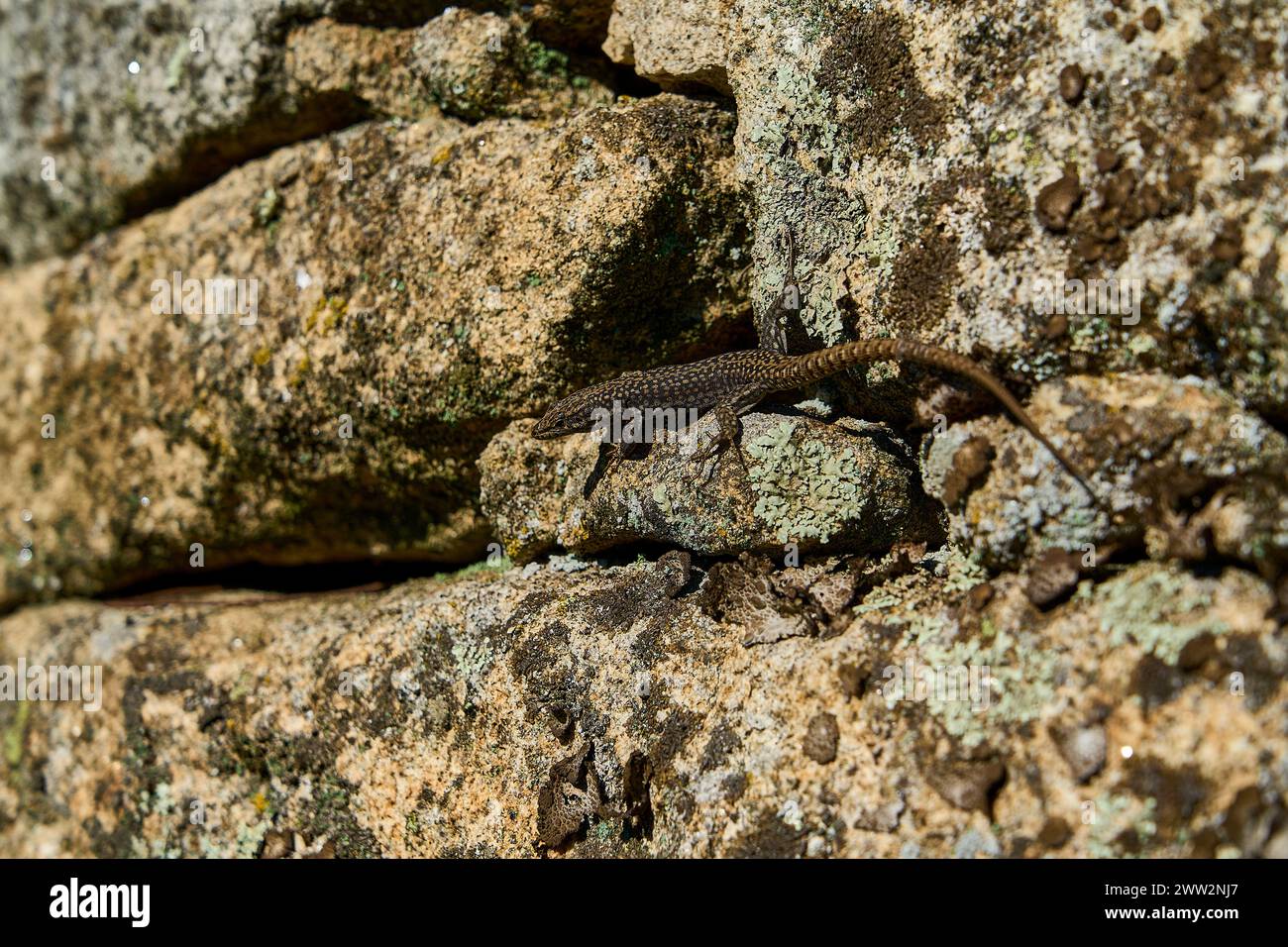 Black lizard sitting on granite rock wall at the archaeological site of ...