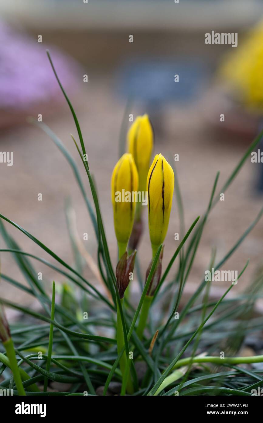 Ipheion dialystemon hi-res stock photography and images - Alamy