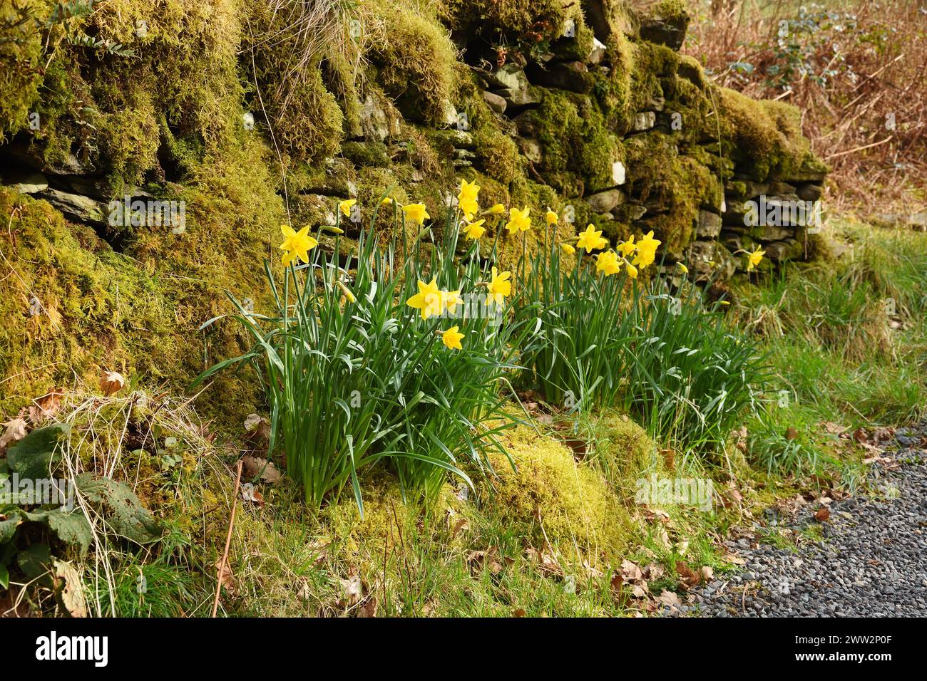 Yellow daffodils growing at the roadside Stock Photo - Alamy