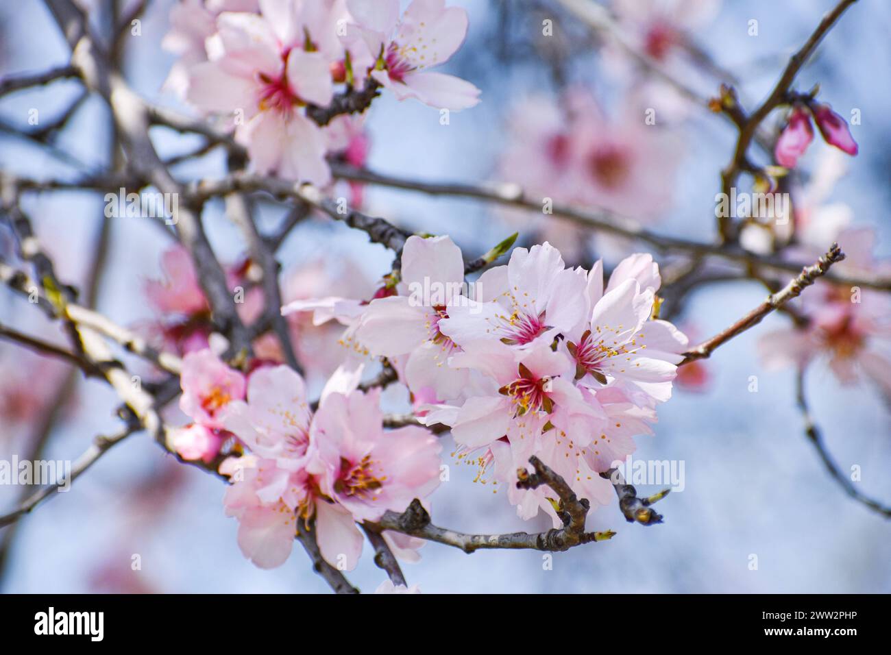 Almond Blossom Trees On Spring Season Beginning March 20, 2024 ...