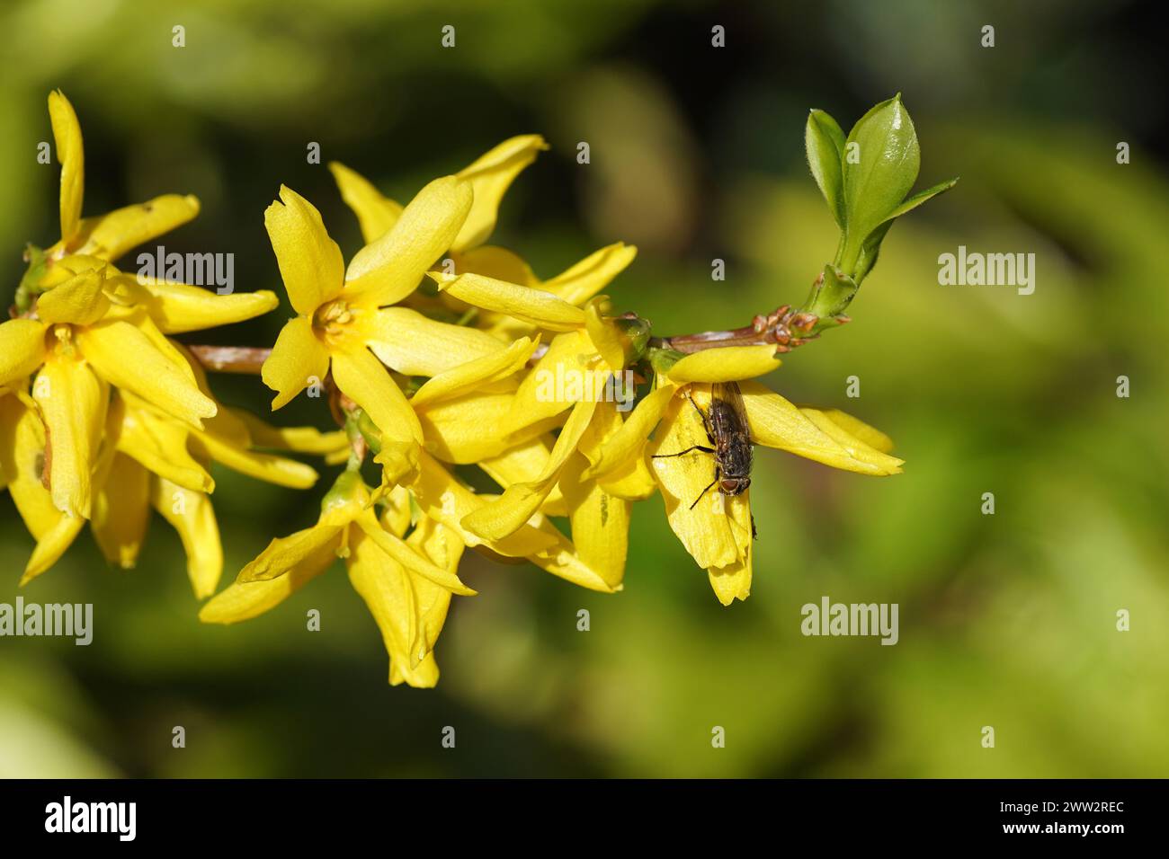 Yellow Easter tree or Forsythia flowers and a cluster fly (Pollenia ...