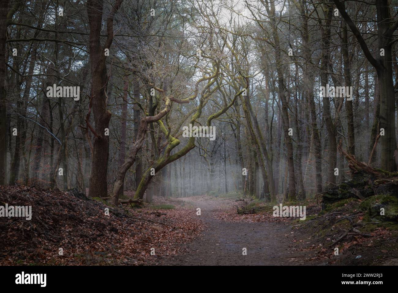 Misty autumn morning oak tree with winding branches. Along the path, a ...