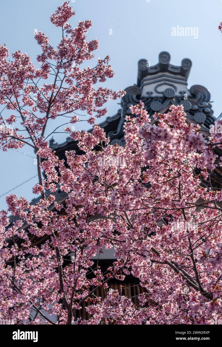 Temples and shrines during the cherry blossom sakura season and ...