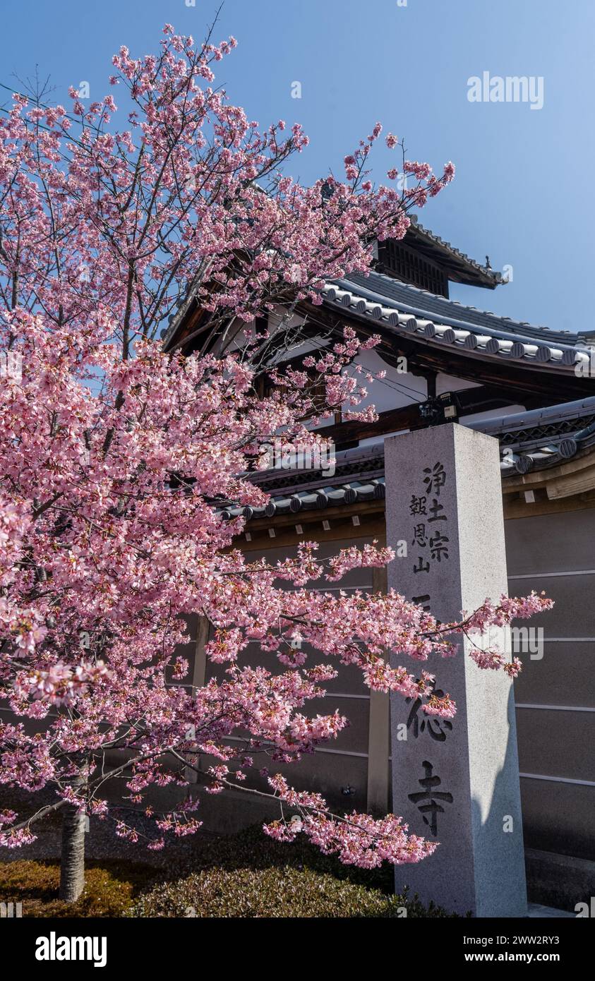 Temples and shrines during the cherry blossom sakura season and ...