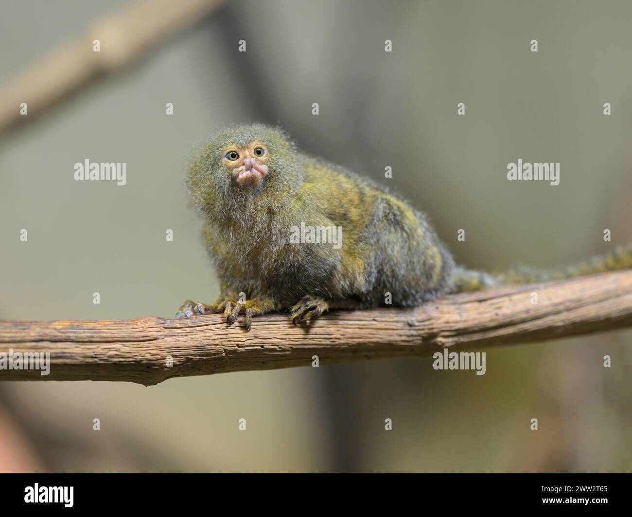 A cute little Pygmy marmoset (Cebuella pygmaea) sitting on a branch in ...