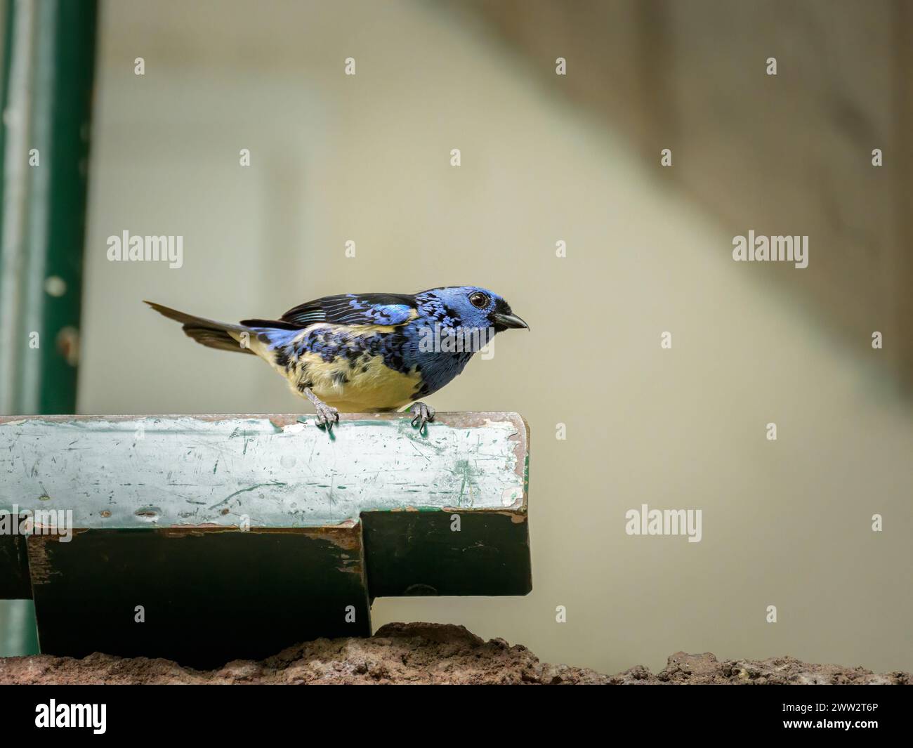 A Turquoise Tanager sitting on a block of wood in a zoo Stock Photo - Alamy