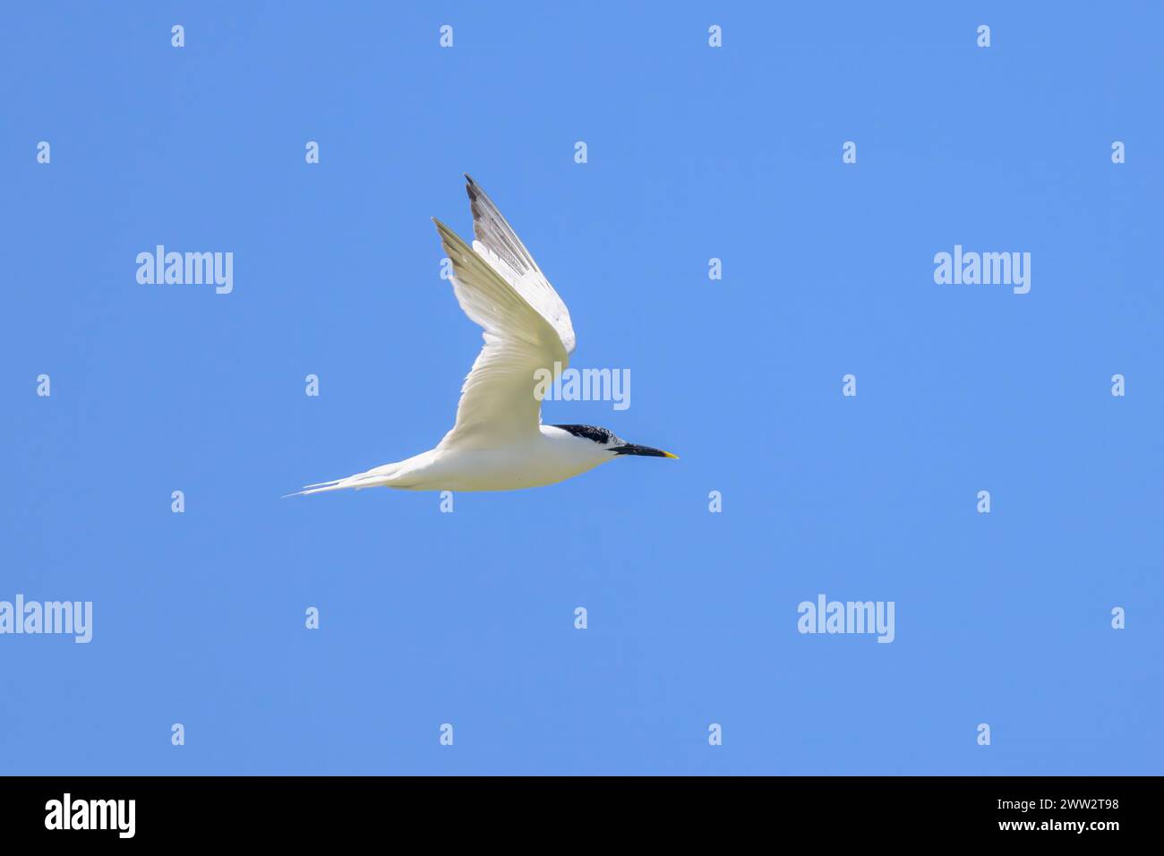 A sandwich tern in flight blue sky, sunny day in summer, northern ...
