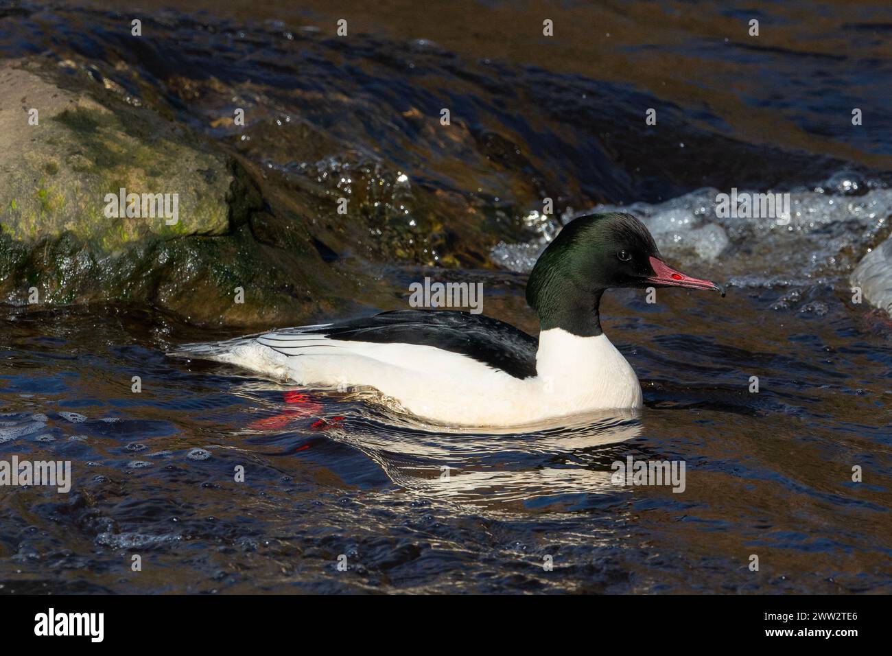 Drake Goosander (Mergus merganser) on a fast flowing river in the Peak ...