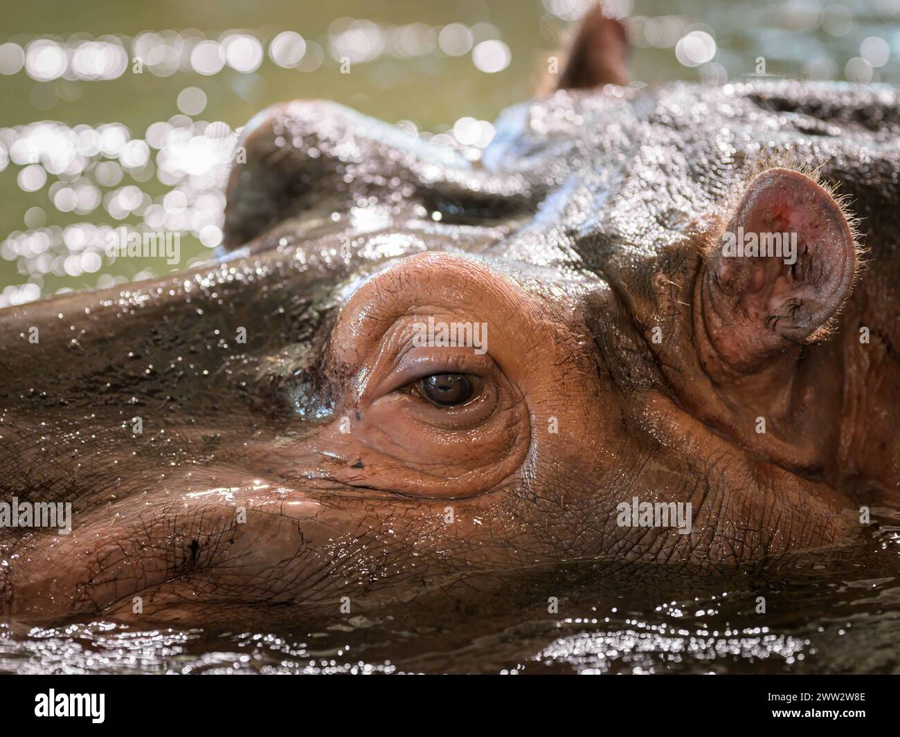 Closeup portrait of a Hippo Hippopotamus amphibius in a zoo Vienna ...