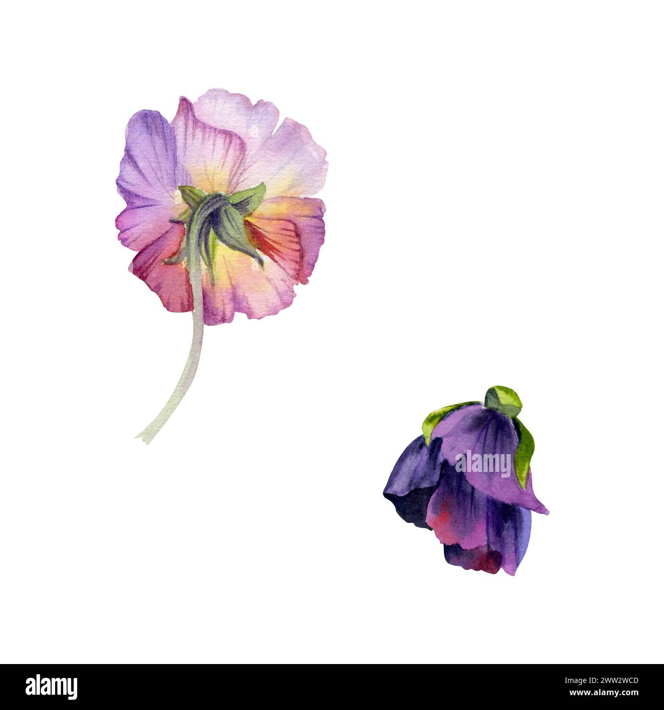 Hand drawn watercolor illustration shabby boho botanical flowers ...