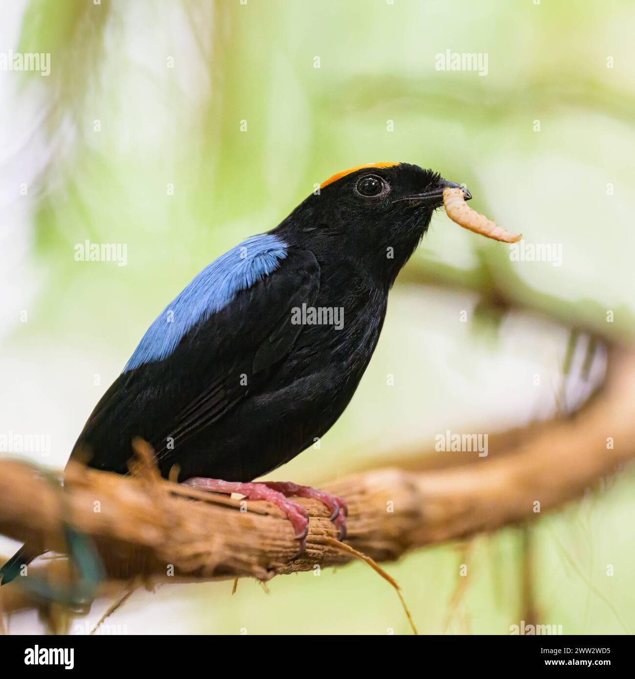 A Blue backed Manakin sitting on a branch in a zoo, eating a worm ...