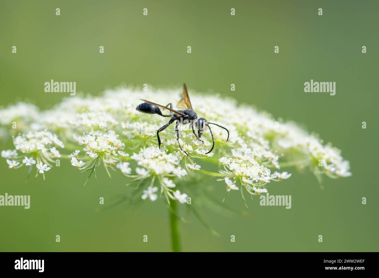 A Mexican Grass-carrying Wasp Isodontia mexicana feeding on a white ...