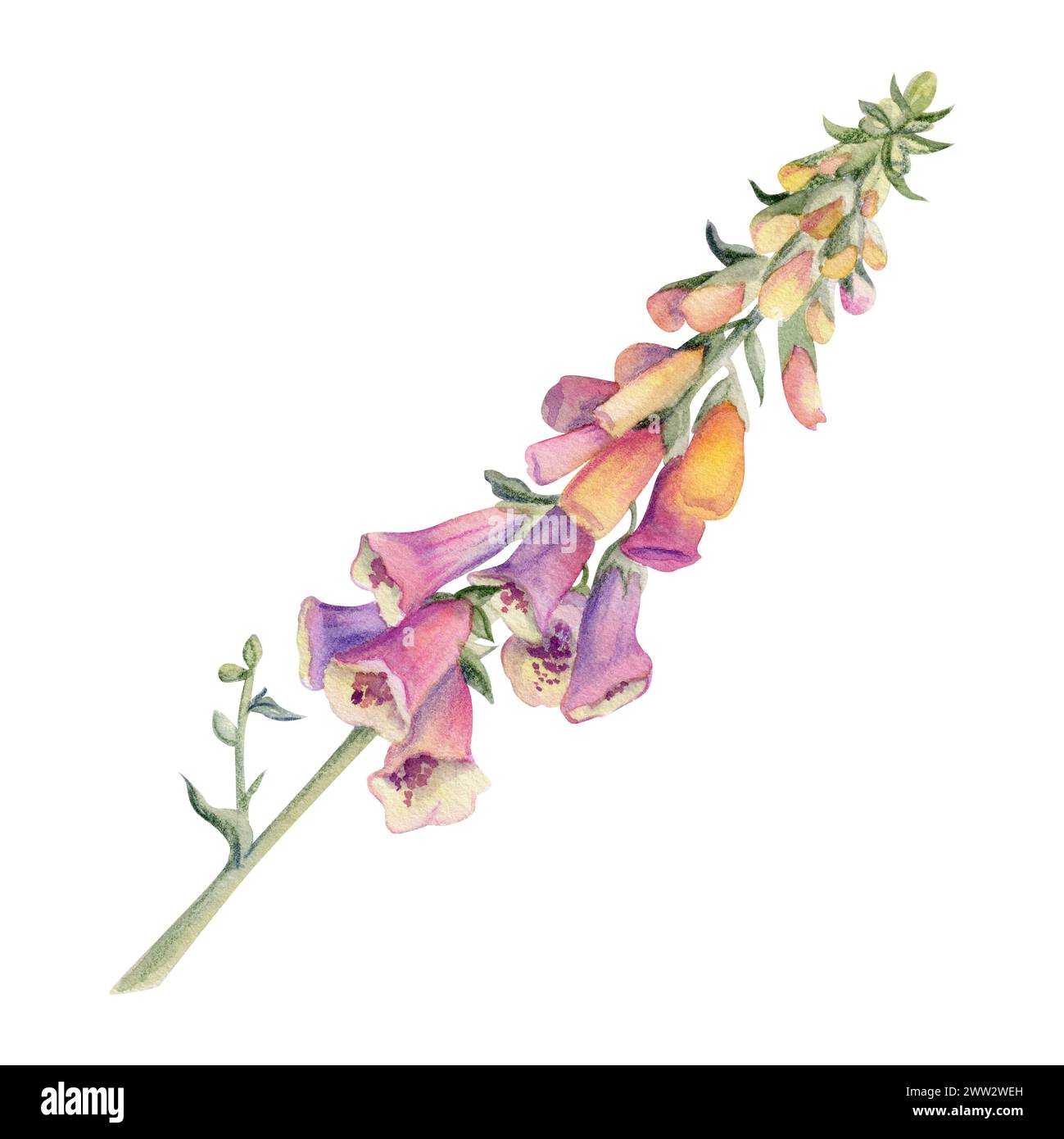 Hand drawn watercolor illustration botanical flower leaves. Foxglove ...
