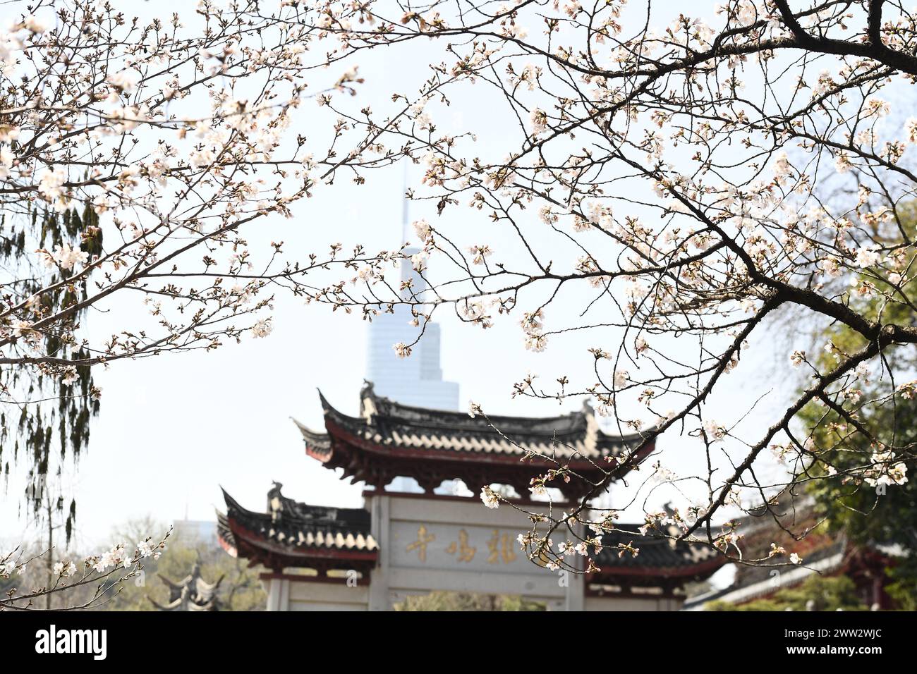 Nanjing, China. 21st Mar, 2024. NANJING, CHINA - MARCH 21, 2024 ...