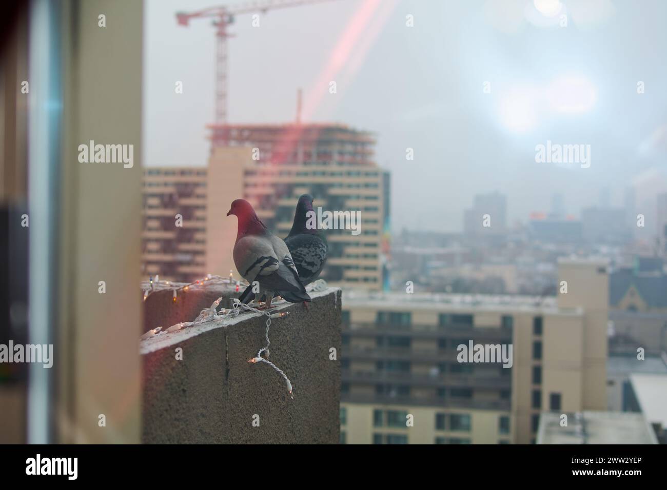 Two pigeons perch on a ledge, with a panoramic view of a city under ...