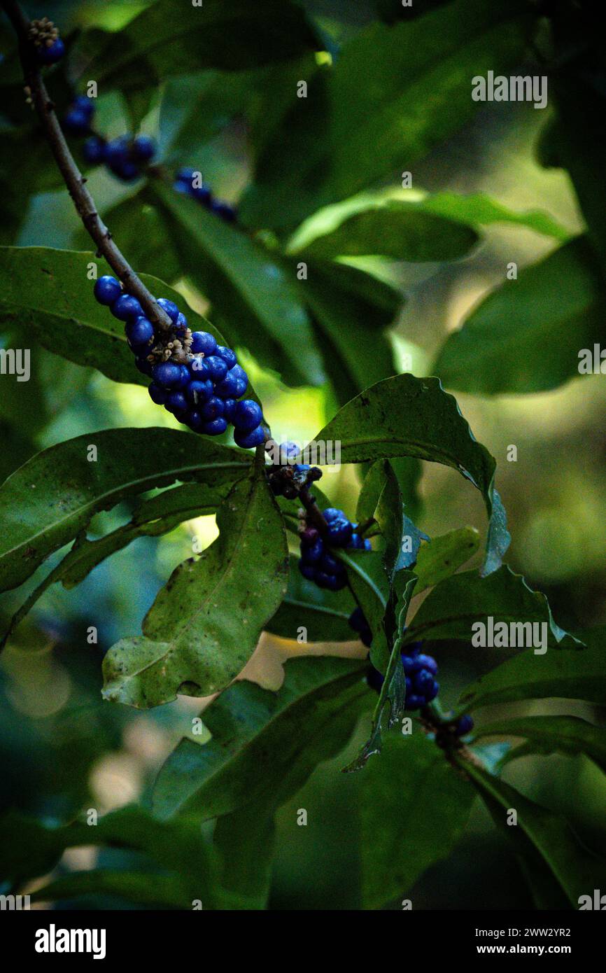 A lone bird stands watch on a rocky lakeside at dusk Stock Photo - Alamy