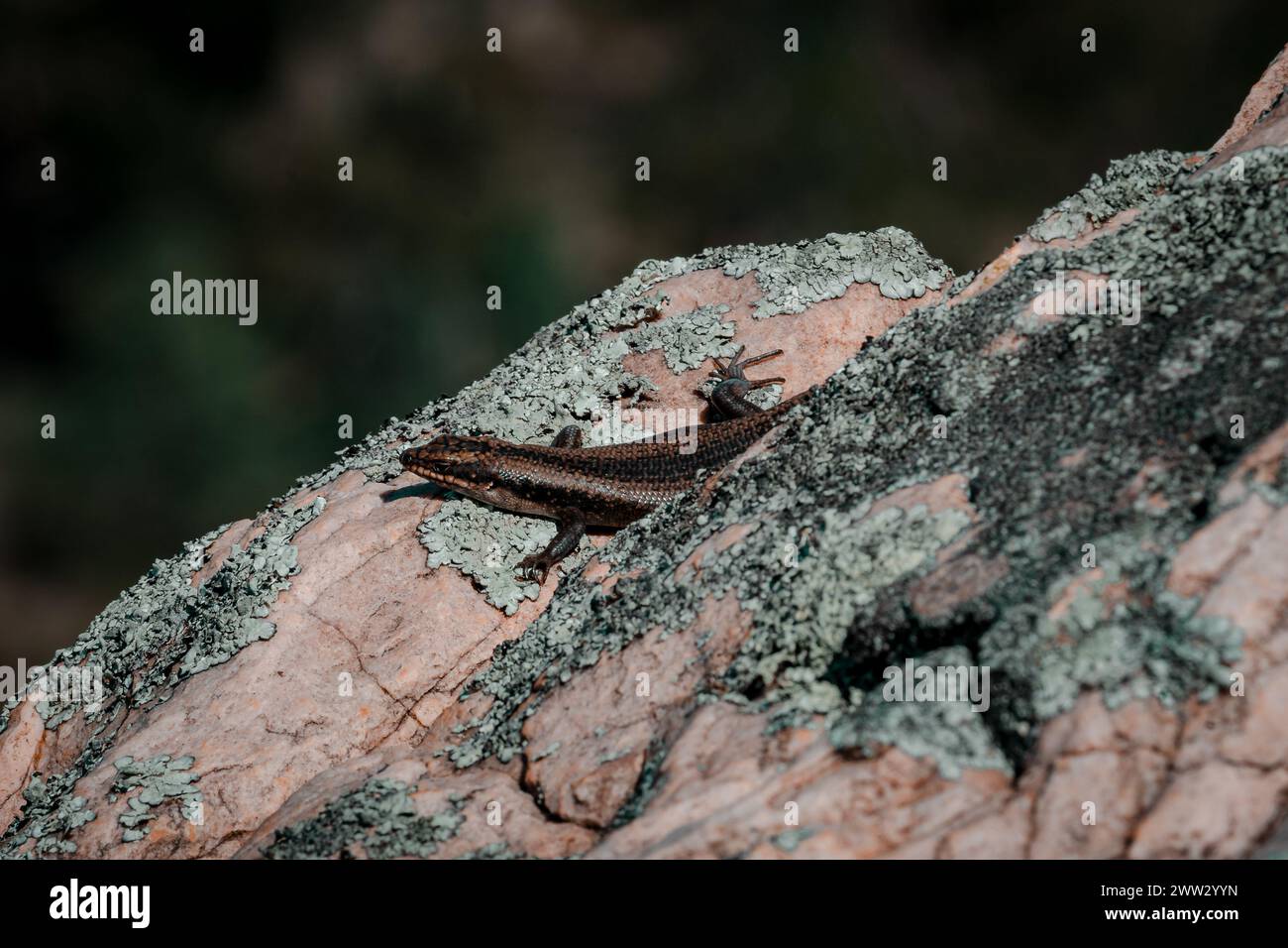 Lichen survival hi-res stock photography and images - Alamy