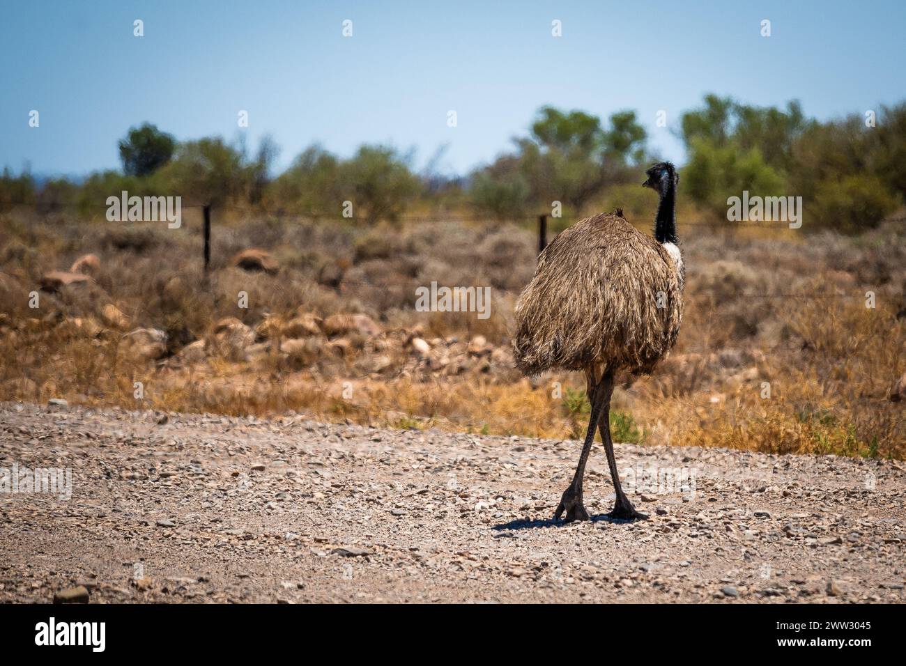 Captured mid-stride, this emu explores the dusty trails of the ...