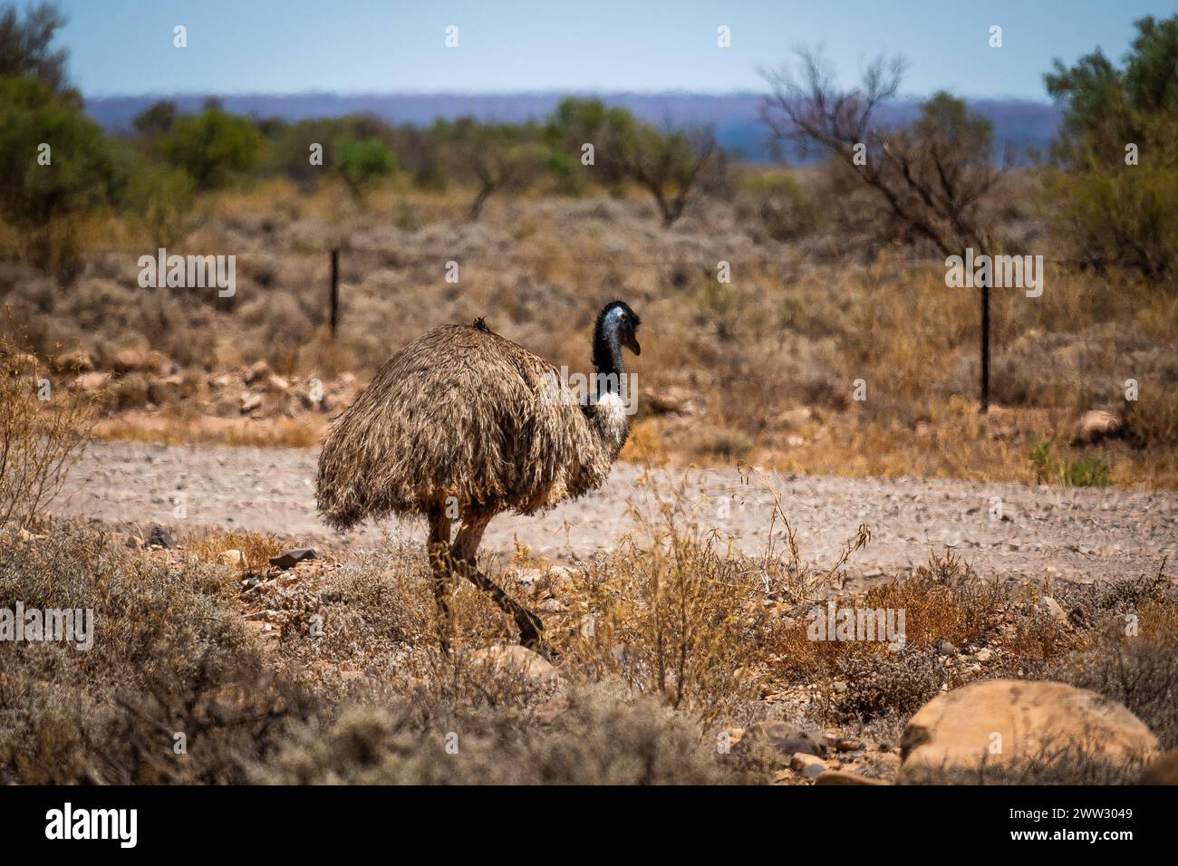 A wild emu strides across the sparse Australian outback, watchful and ...