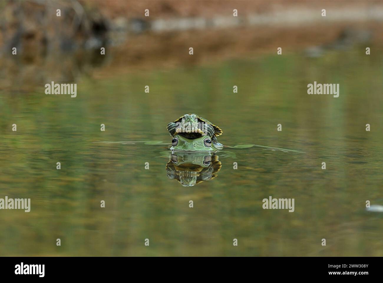 Tortoise rides a frog INDONESIA A TORTOISE turned the tables on a frog ...