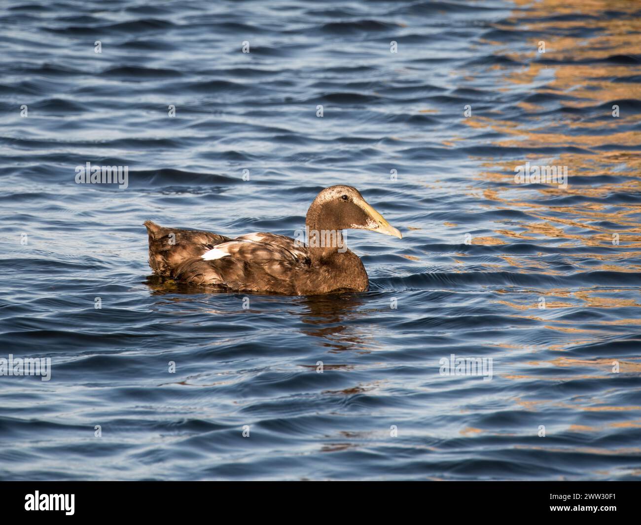 Eider, Somateria mollissima, adult in eclipse plumage swimming in ...