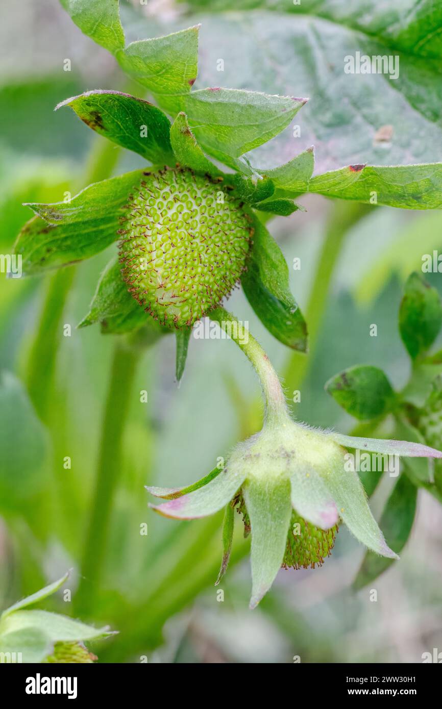 Strawberry plant. Strawberry bush in the garden with an unripe berry ...