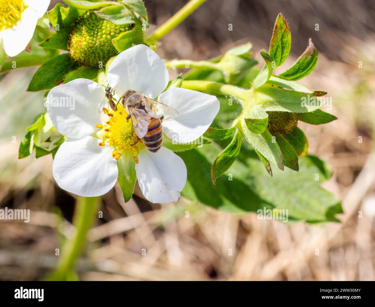 Close-up a flowering strawberry bush with a bee gathering pollen from a ...