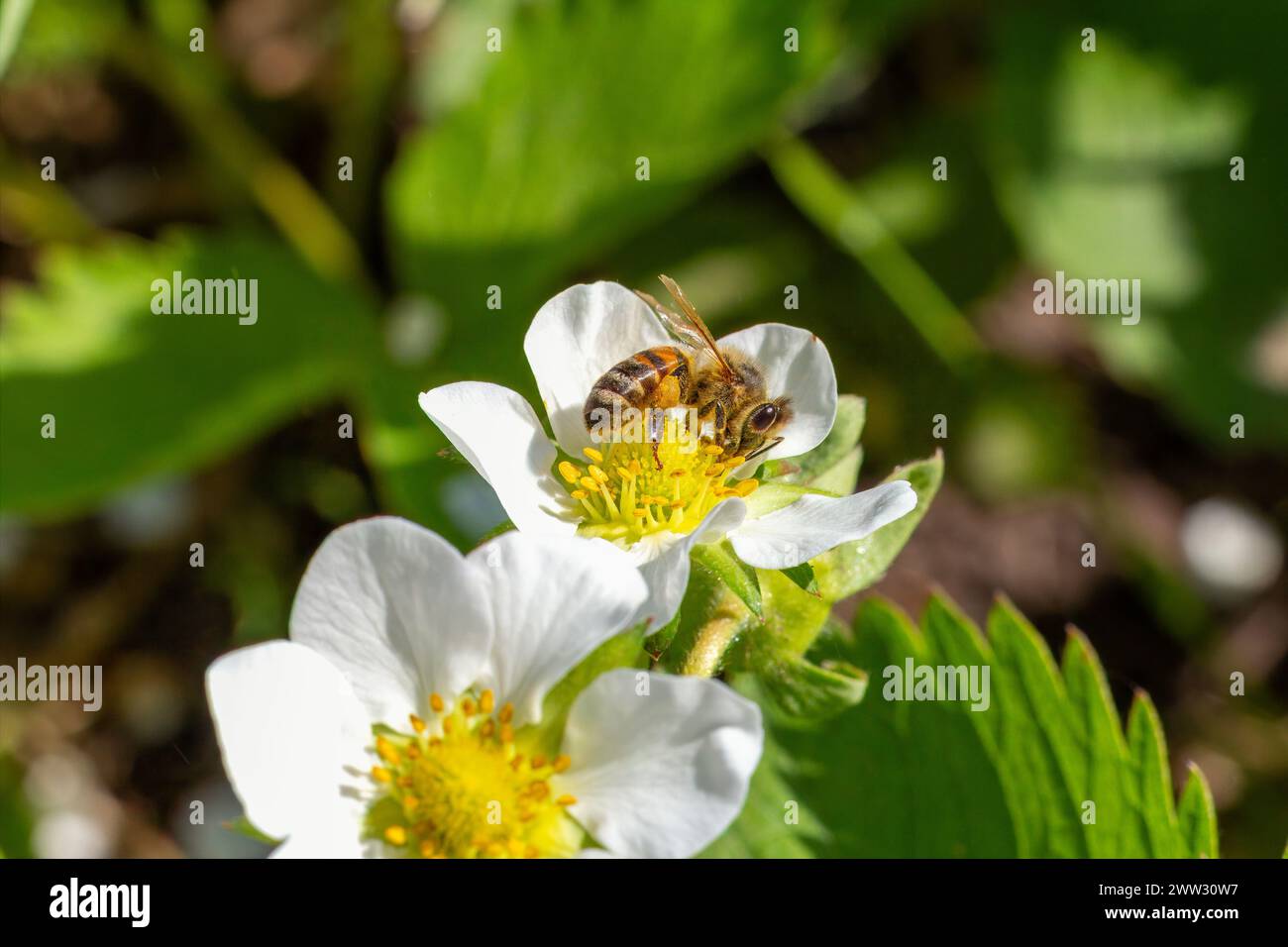 Close-up a flowering strawberry bush with a bee gathering pollen from a ...