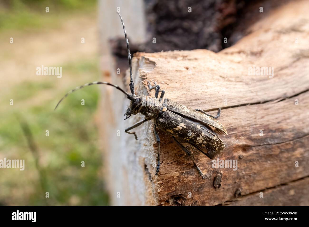 Solid colored longhorn buck Stock Photo - Alamy