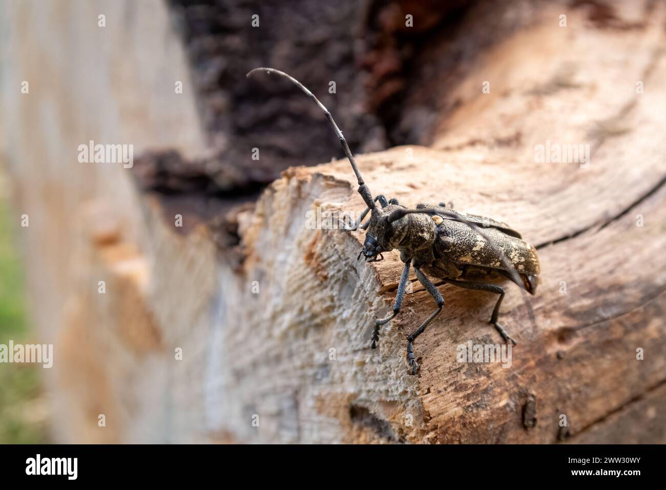 Solid colored longhorn buck Stock Photo - Alamy