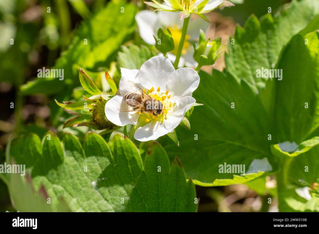 Close-up a flowering strawberry bush with a bee gathering pollen from a ...