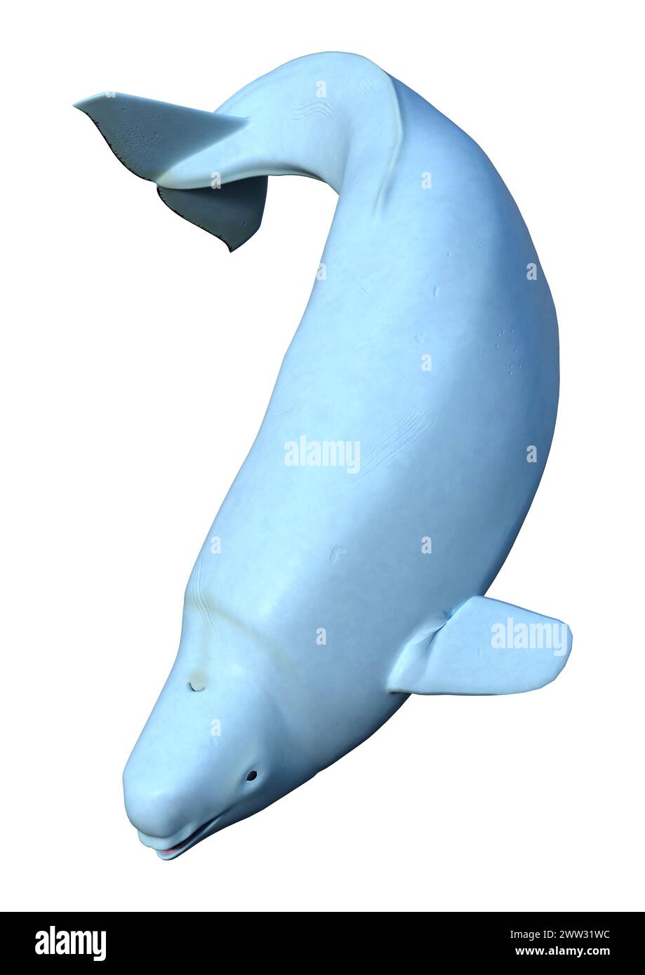 3D rendering of a female beluga white whale isolated on white ...