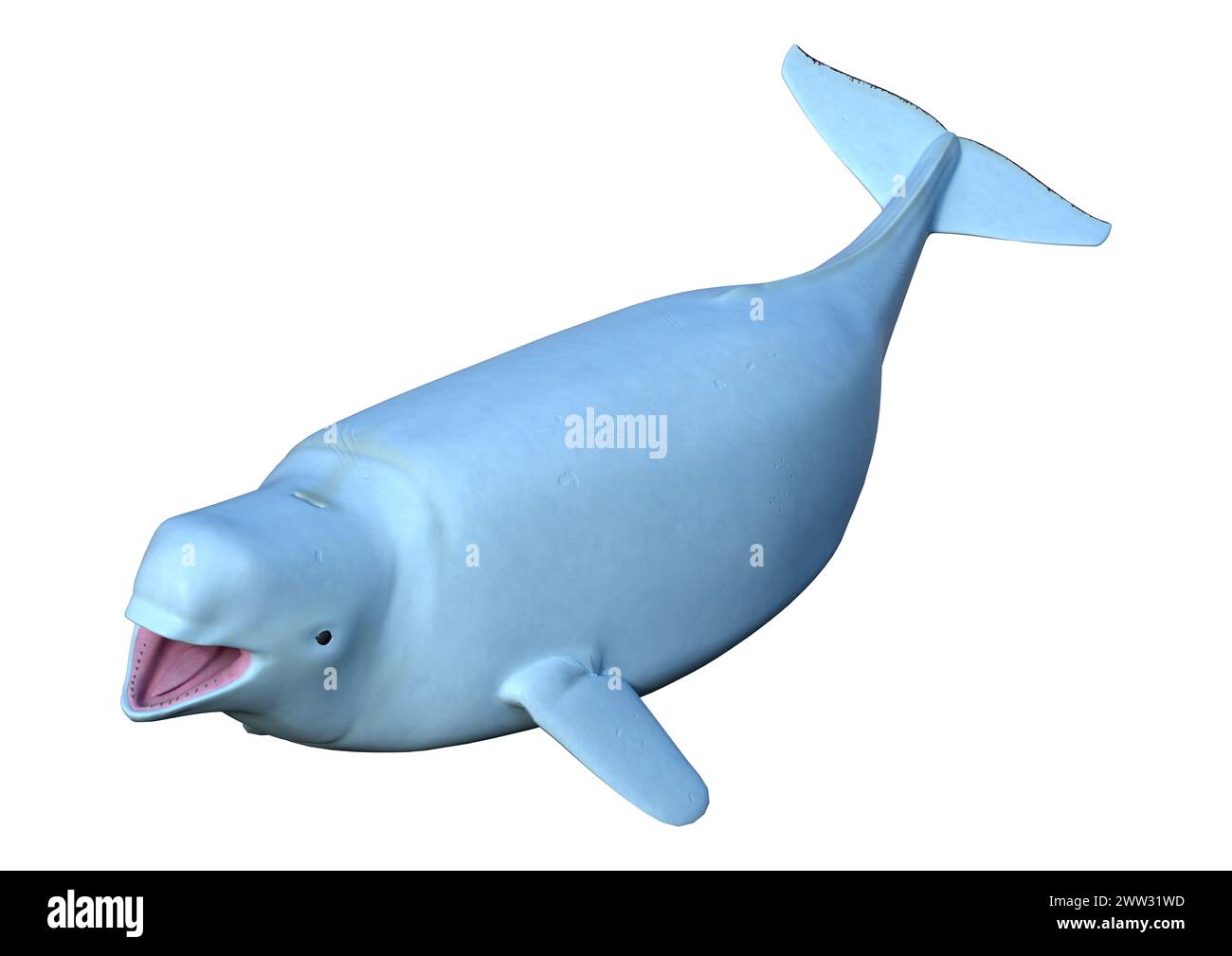 3D rendering of a female beluga white whale isolated on white ...