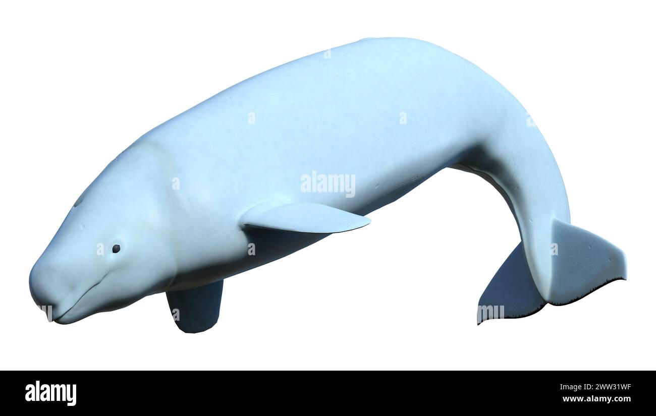 3D rendering of a female beluga white whale isolated on white ...