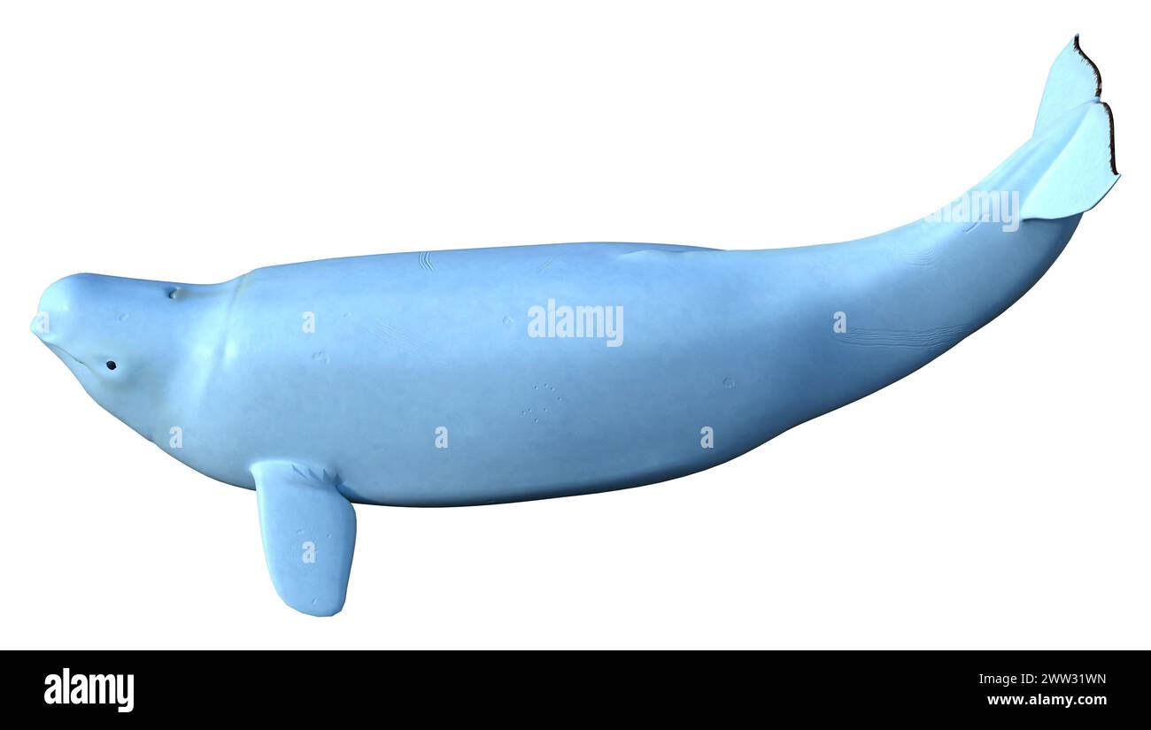 3D rendering of a female beluga white whale isolated on white ...