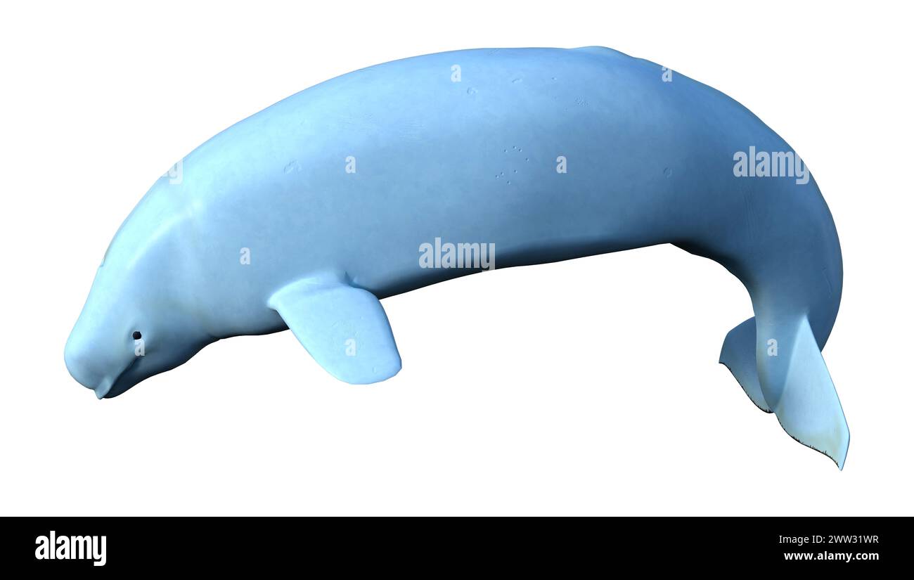 3D rendering of a female beluga white whale isolated on white ...