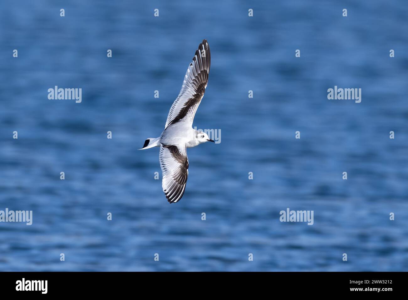 In flight showing wing upper wing detail hi-res stock photography and ...