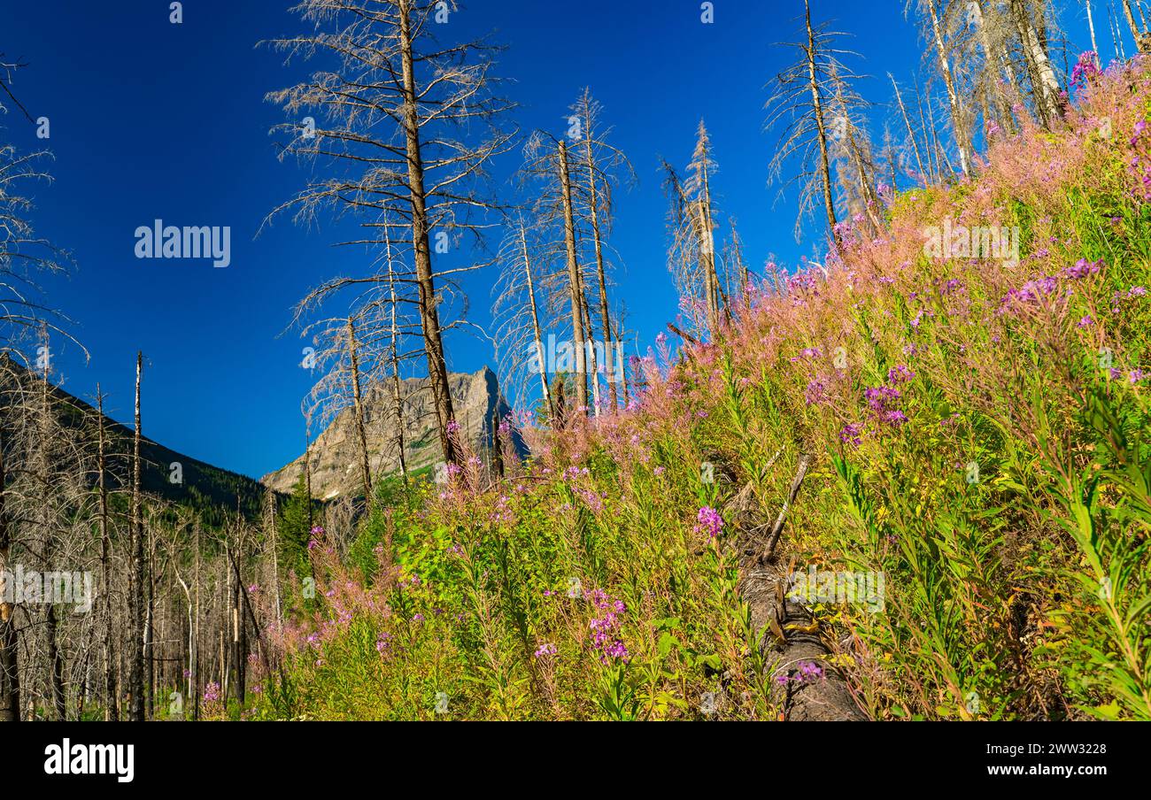 The Lush pink flowered vegetation with distant mountains: Spring Bloom ...