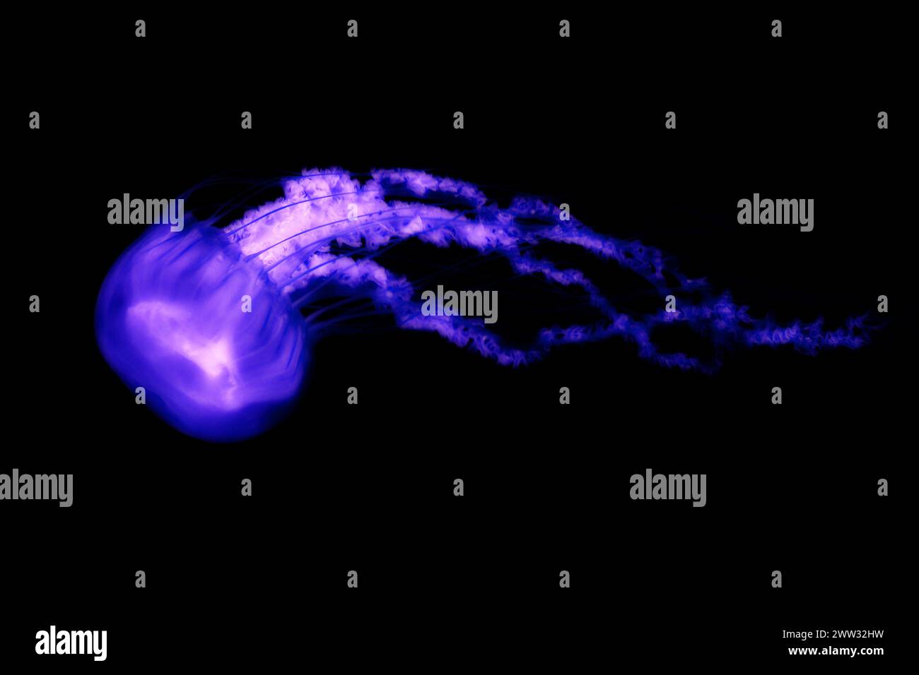 Image of purple blurry jellyfish float in the deep dark water ...