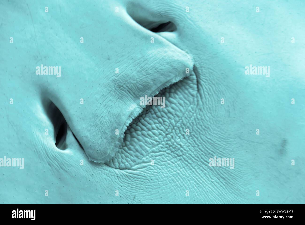 Stingray face hi-res stock photography and images - Alamy