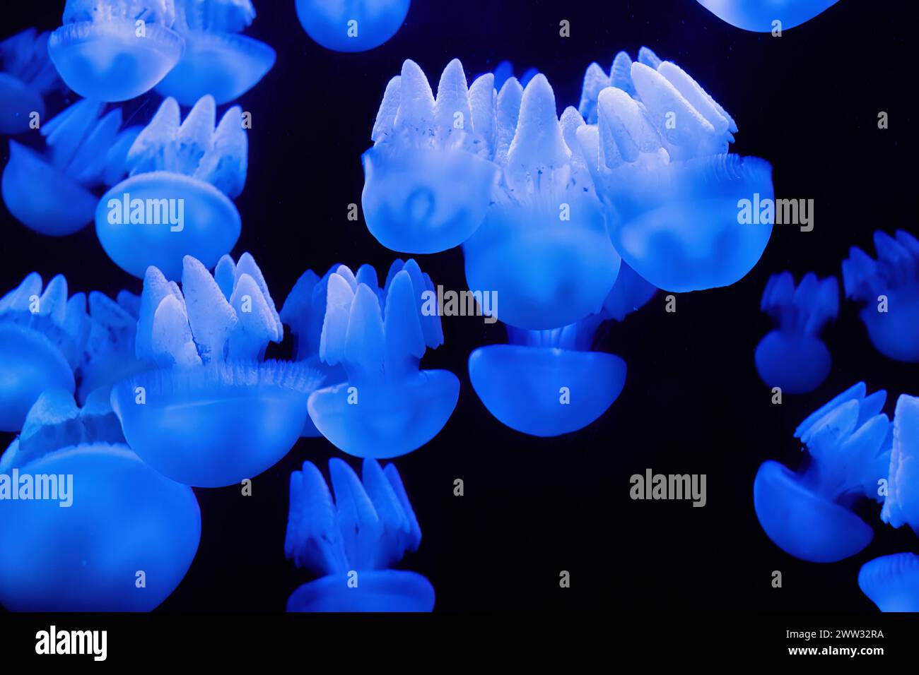 Many glowing translucent jellyfish deep underwater. Underwater life ...