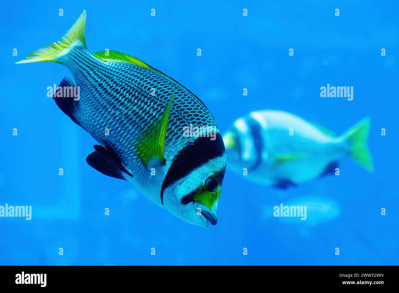 Colorful doublebar bream swimming deep in the blue water. Underwater ...