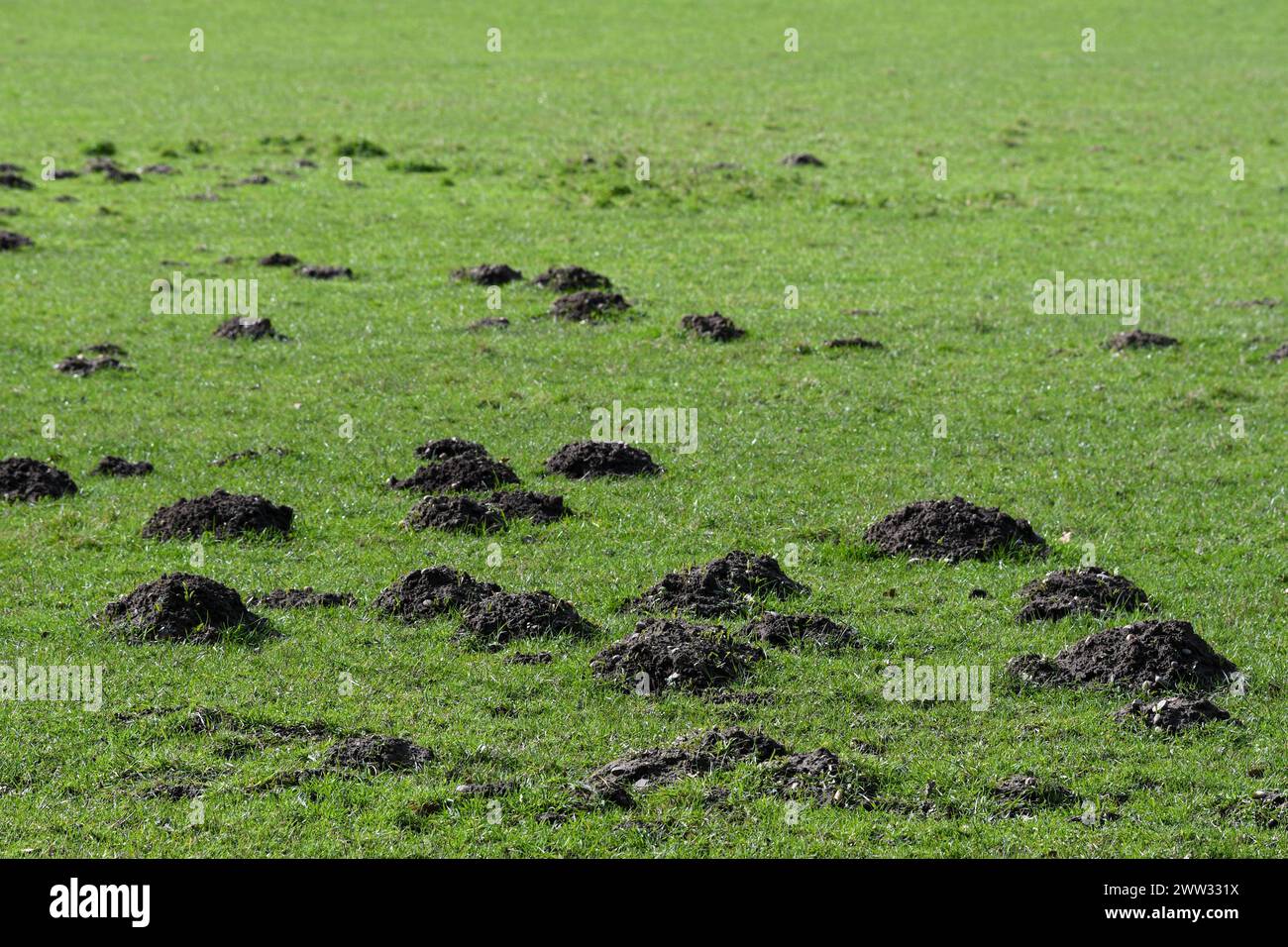 Molehill in field hi-res stock photography and images - Alamy