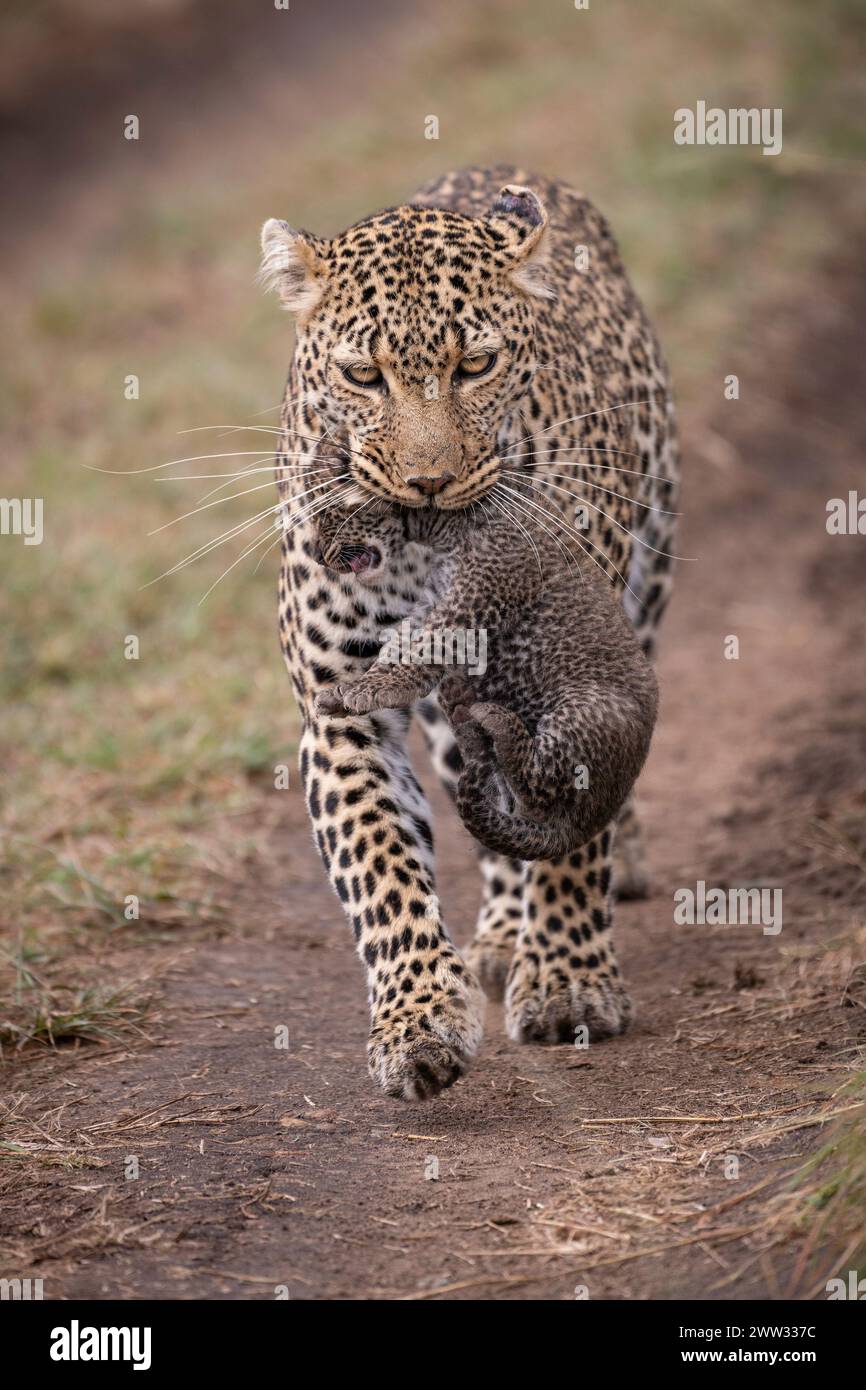 Leopard mum takes the little cub back to the den AFRICA MOST ADORABLE ...